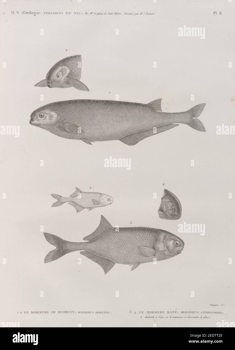 Zoologie. Poissons du Nil. 1.2. Le Mormyre de Behbeyt (Mormyrus ...