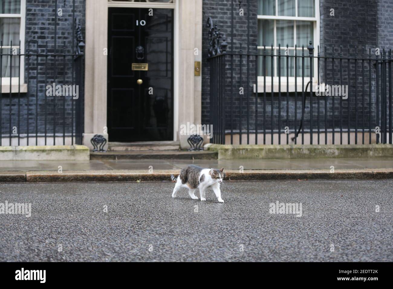 London, England, UK. 15th Feb, 2021. LARRY THE CAT of the Downing ...