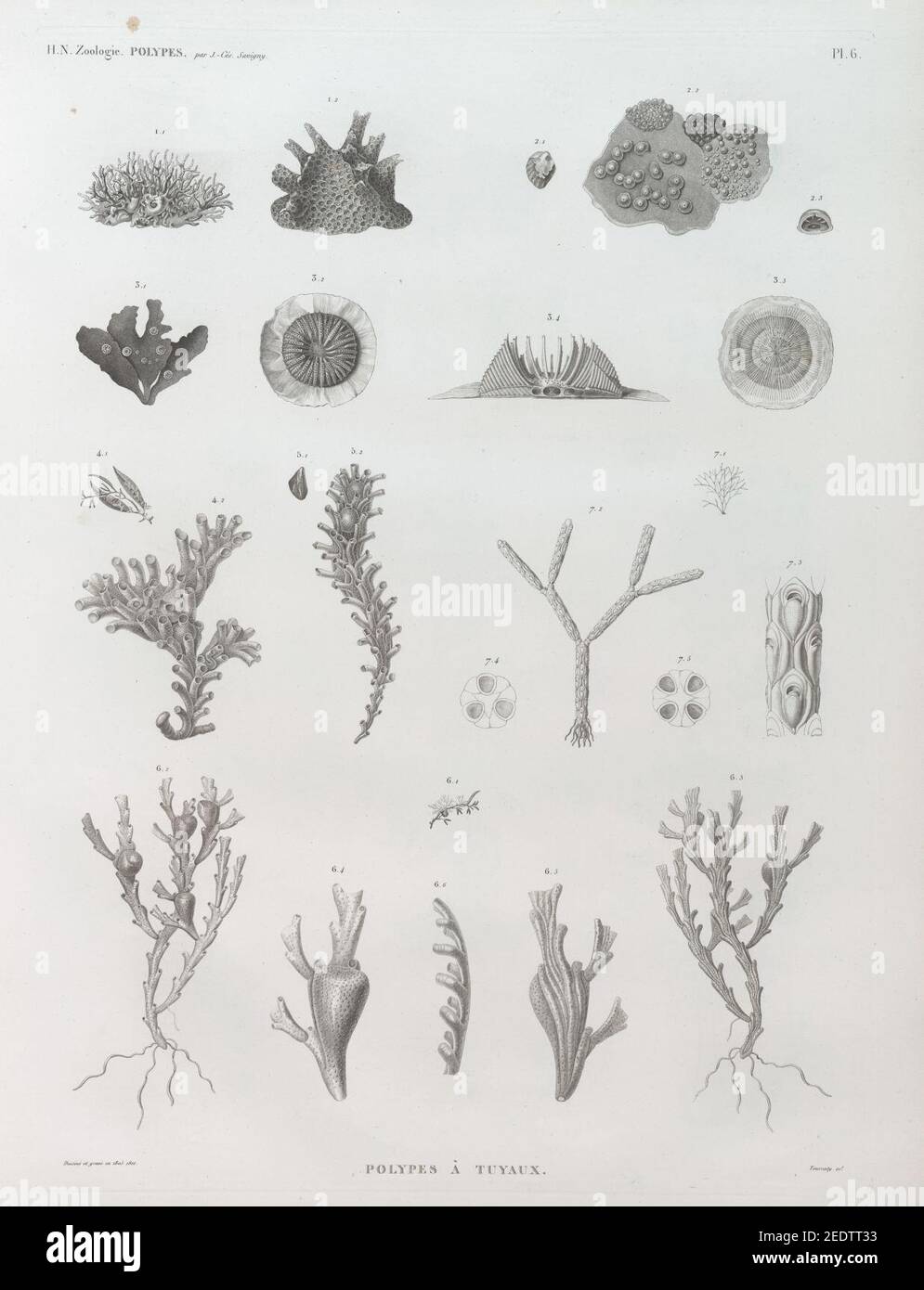 Zoologie. Polypes. Polypes à tuyaux Stock Photo - Alamy