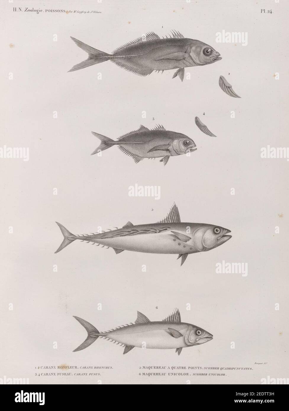 Ronfleur hi-res stock photography and images - Alamy