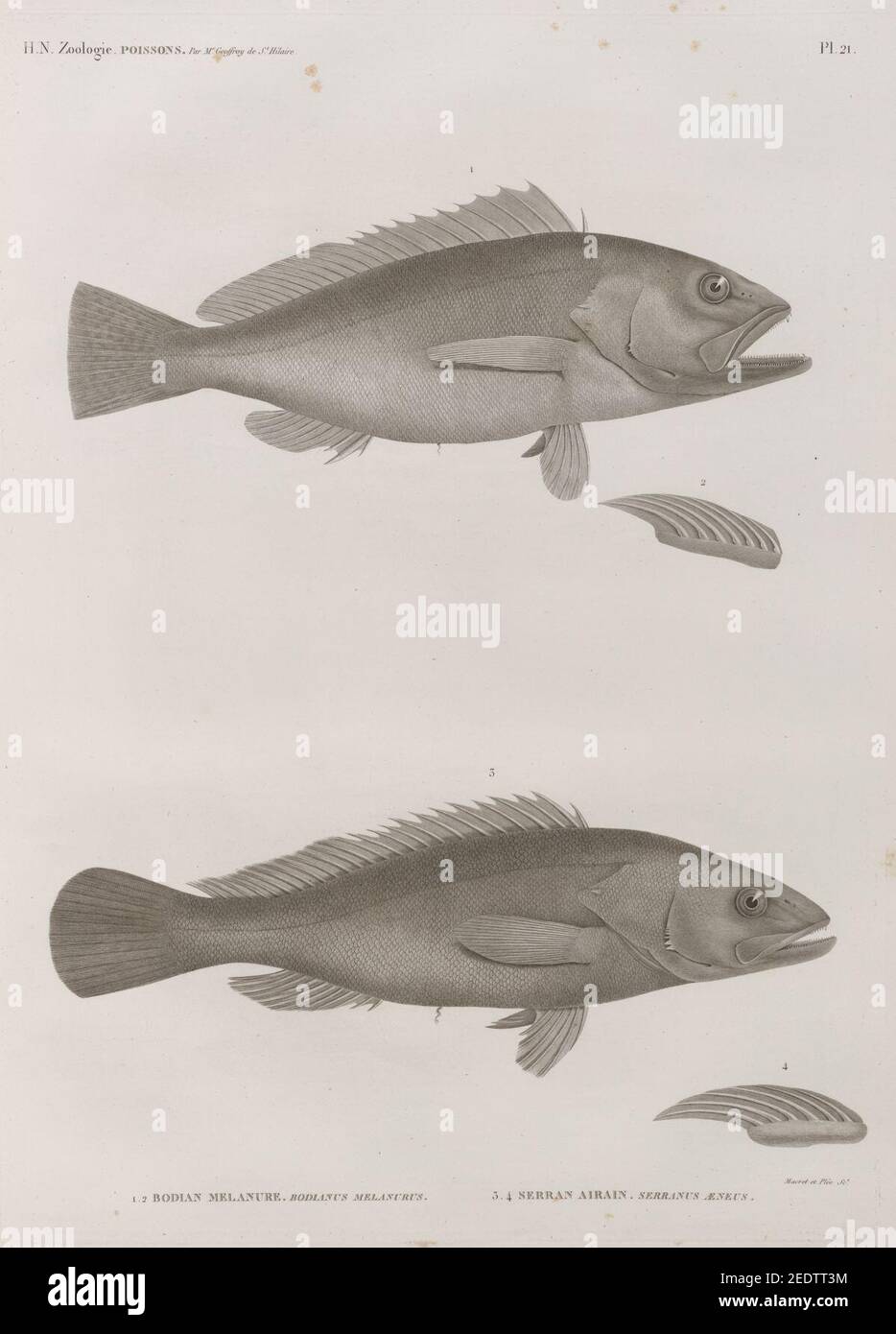 Serranus aeneus hi-res stock photography and images - Alamy