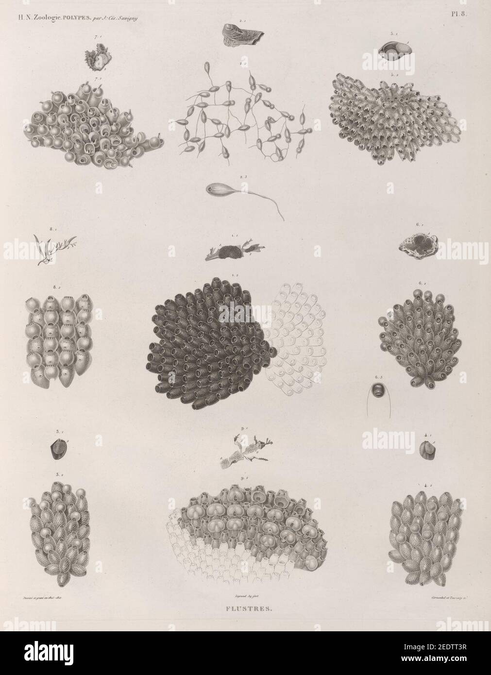 Polypes hi-res stock photography and images - Alamy