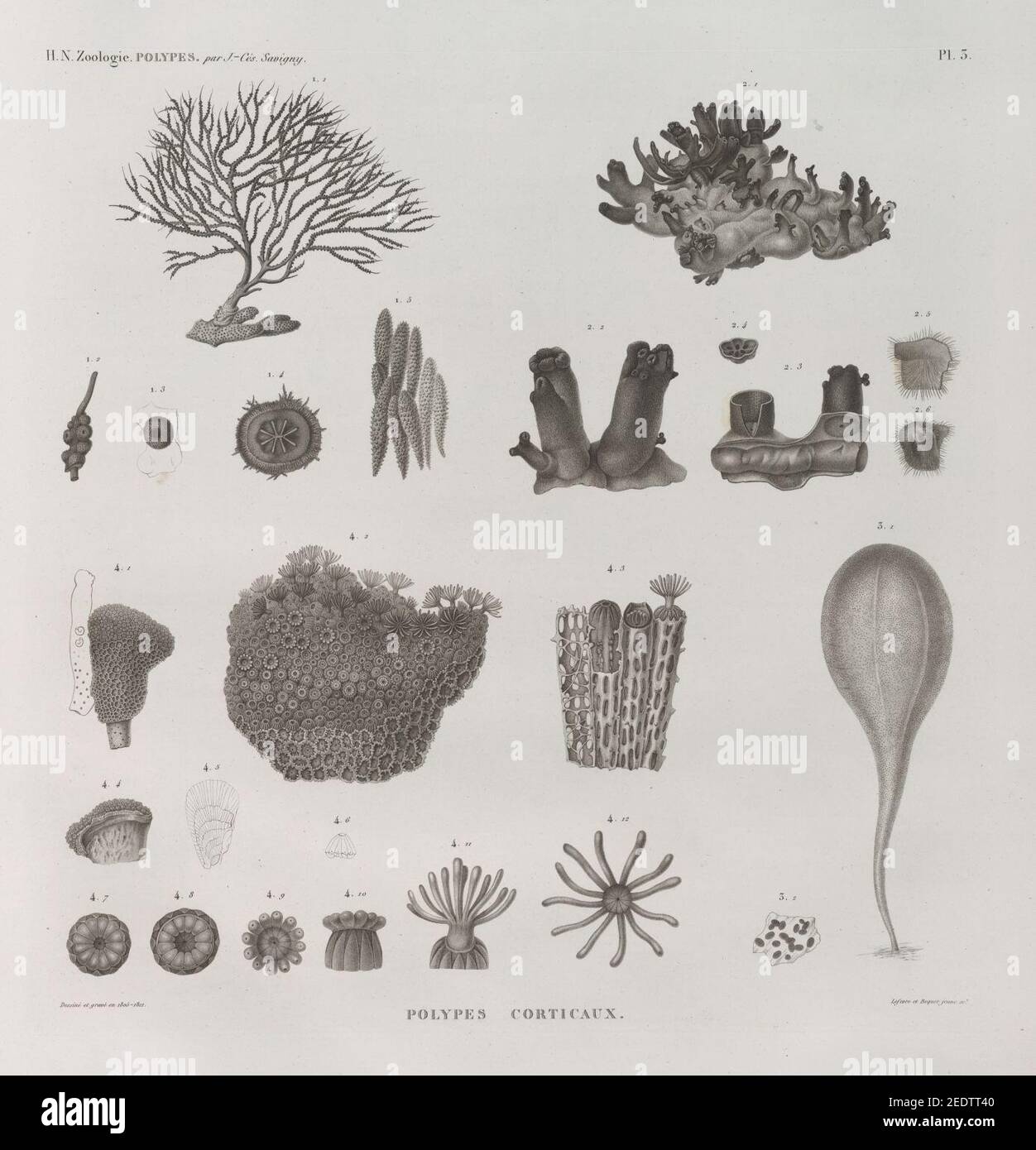 Zoologie. Polypes. Polypes corticaux Stock Photo - Alamy