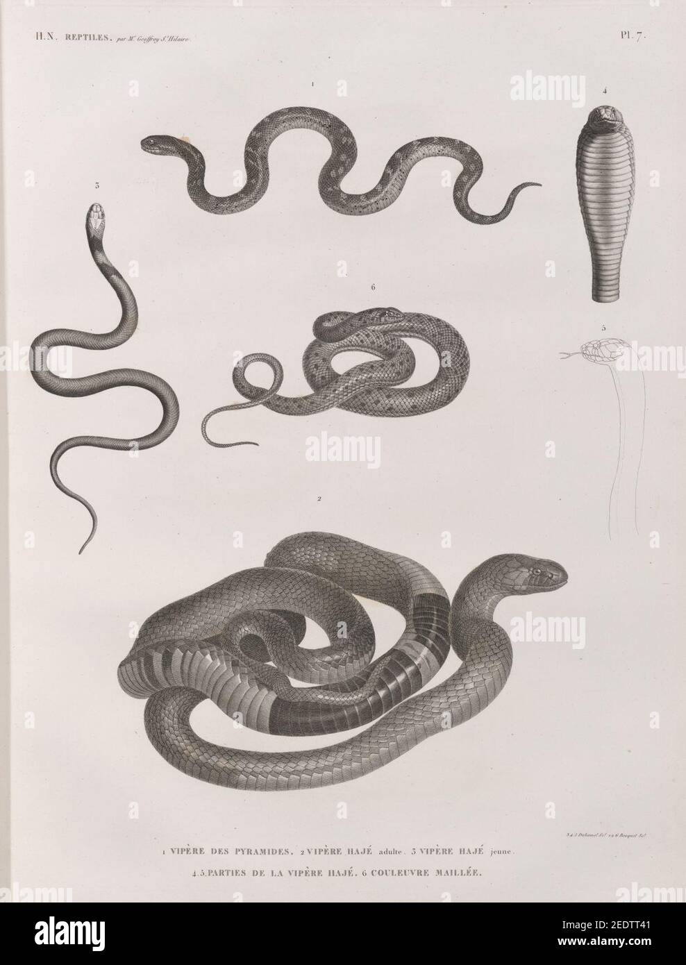 Couleuvre maillee hi-res stock photography and images - Alamy