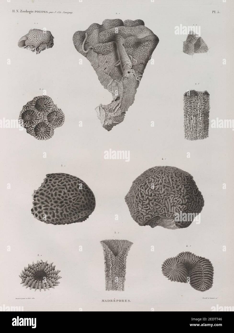 Polypes High Resolution Stock Photography and Images - Alamy