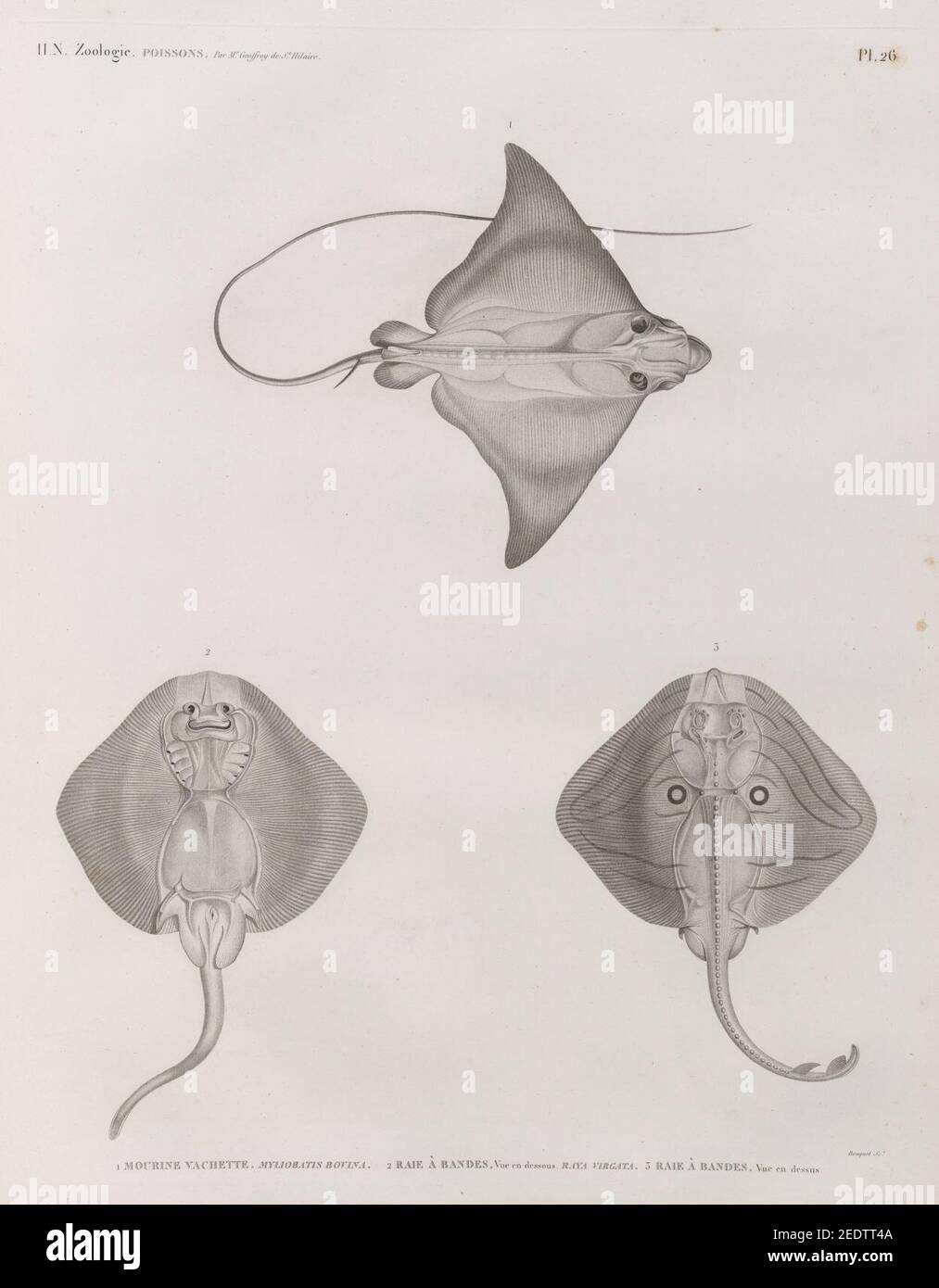 Zoologie. Poissons. 1. Mourine vachette (Myliobatis bovina); 2. Raie à ...