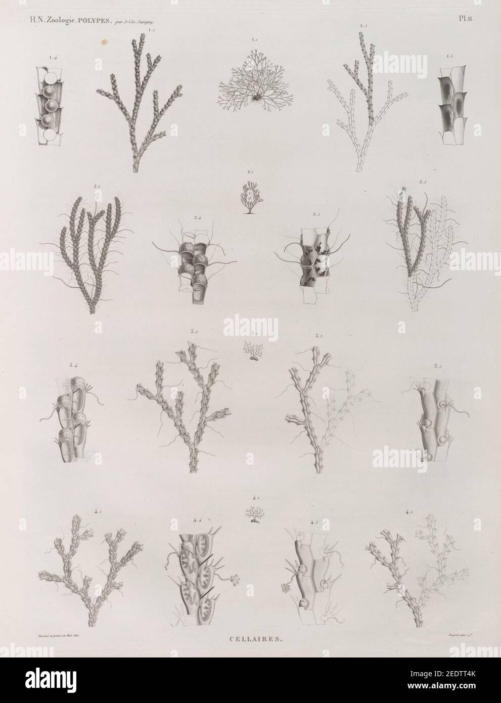 Polypes hi-res stock photography and images - Alamy