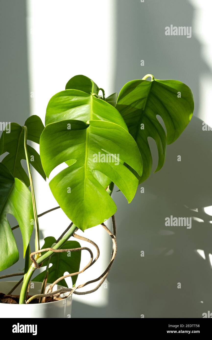 vertical. Monstera flower in a white pot on a grey background. The ...