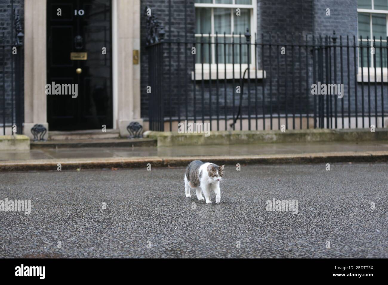 Larry the cat at downing street hi-res stock photography and images - Alamy