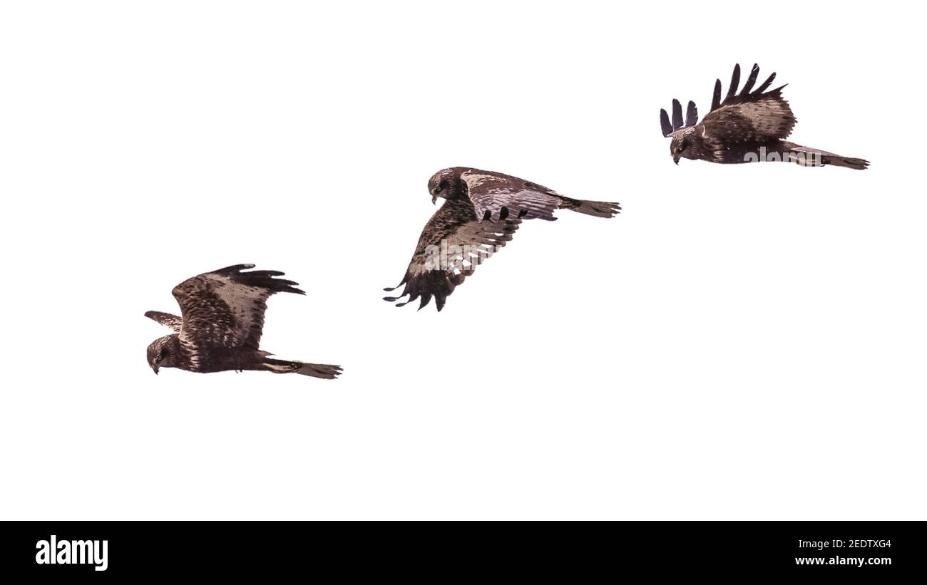 Flying flight bird portrait Cut Out Stock Images & Pictures - Alamy