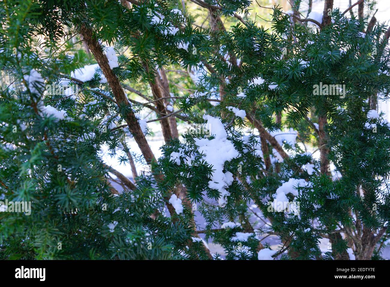 Snow on trees after a winter storm Stock Photo - Alamy