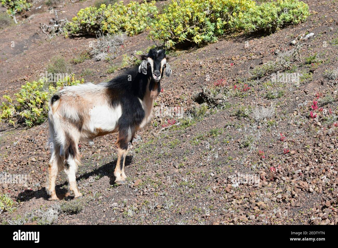 A tricolor goat with horns in the barren landscape of Lanzarote, Spain ...
