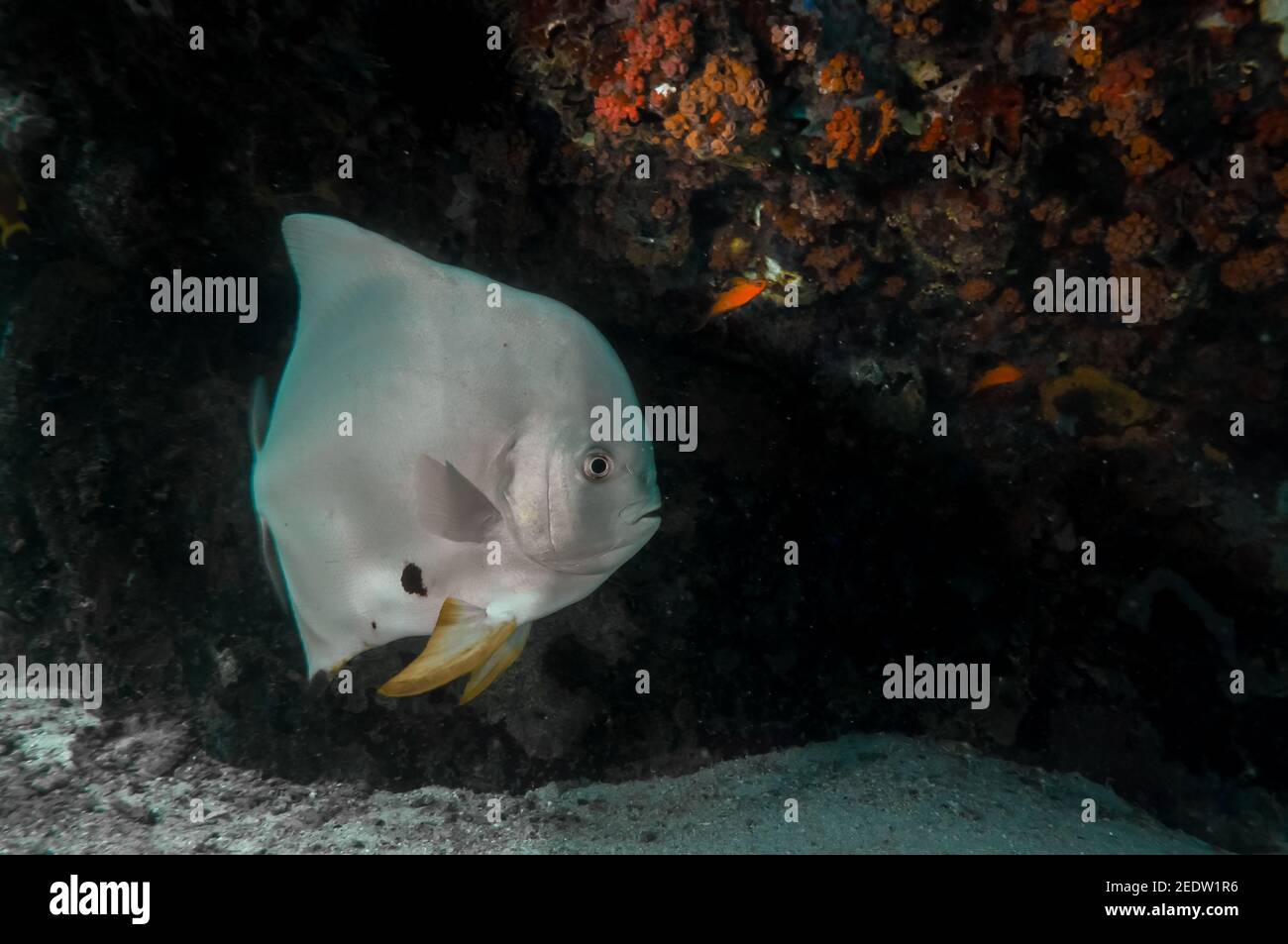 Tropical silver fish Longfin Batfish (Platax teira) under a reef rock ...