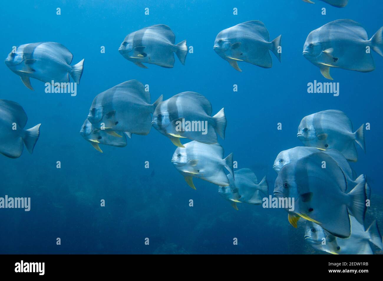 School longfin spadefish platax teira hi-res stock photography and ...