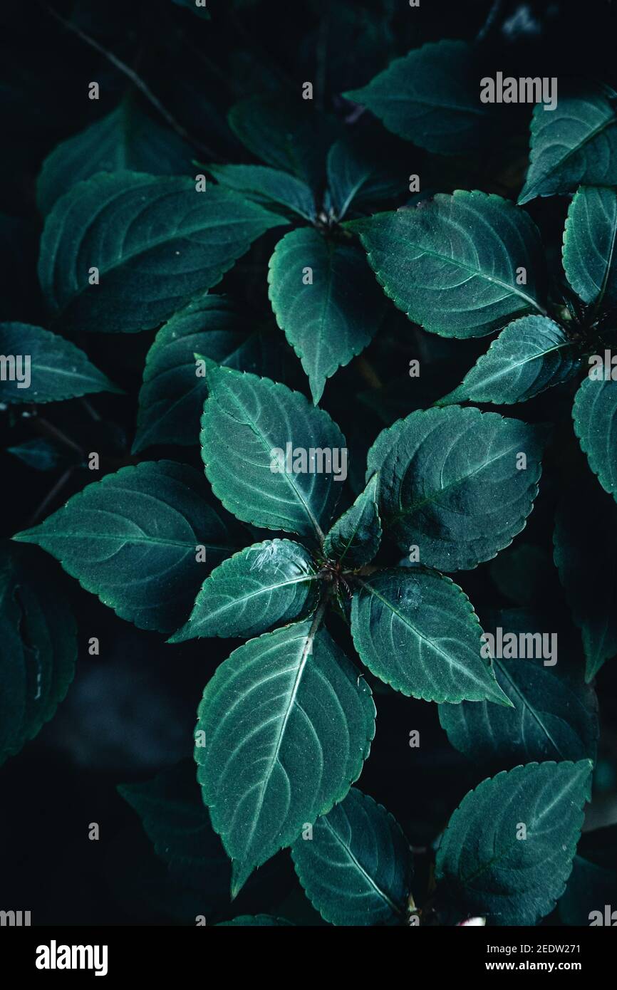 Dark leaves with overlapping leaves Stock Photo - Alamy