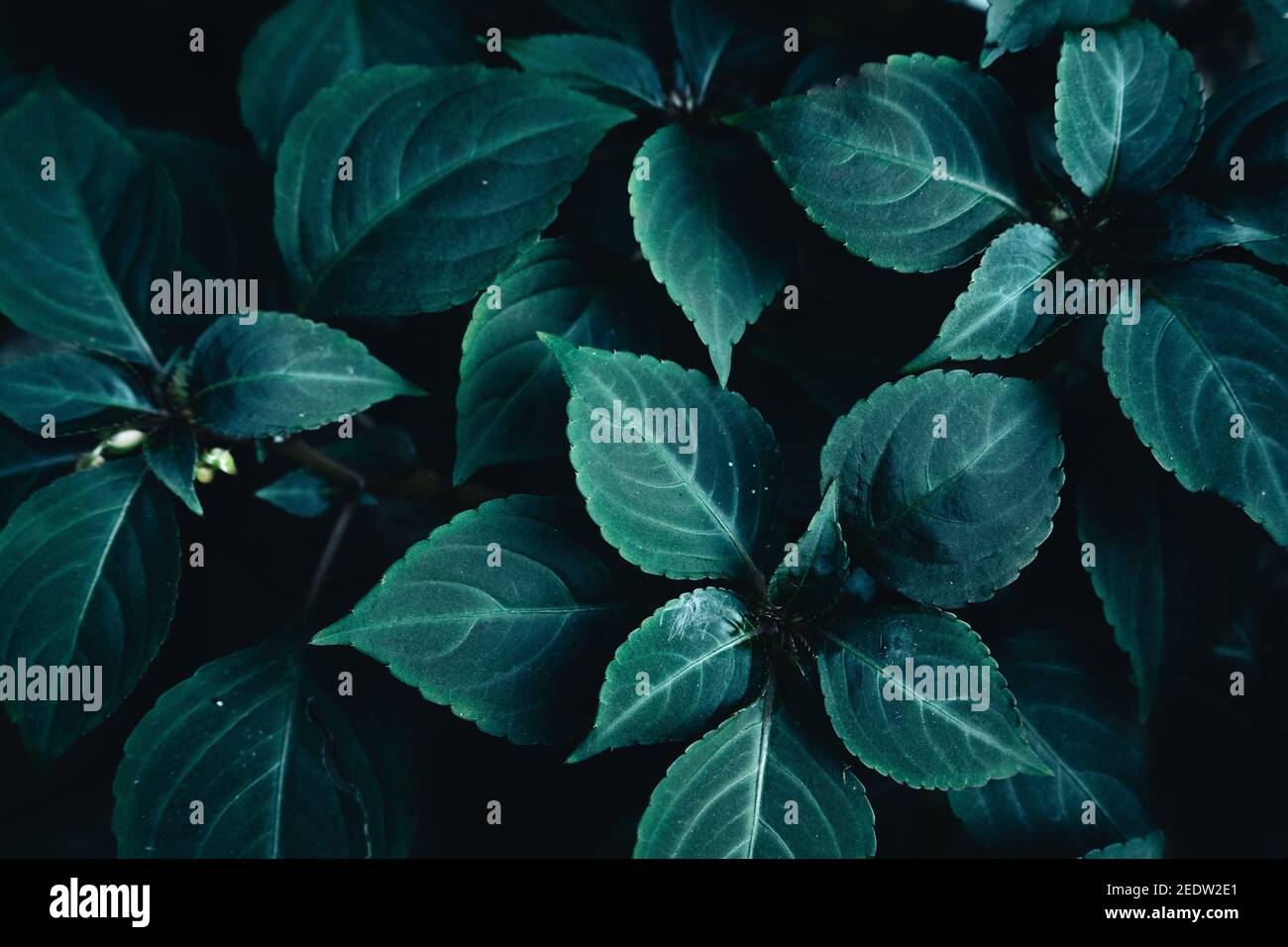 Dark leaves with overlapping leaves Stock Photo - Alamy