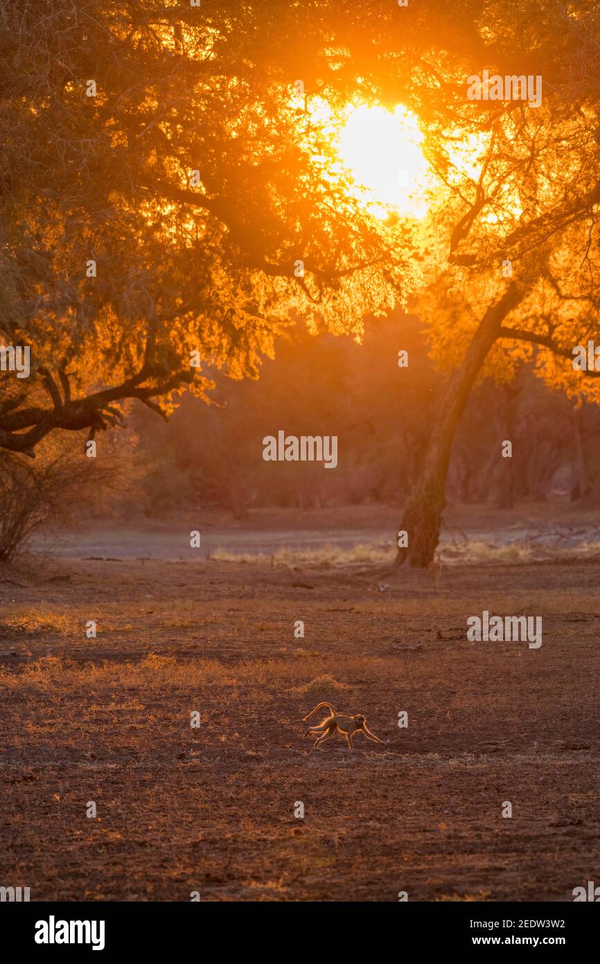 A backlit Baboon, Papio ursinus, seen in Zimbabwe's Mana Pools National ...