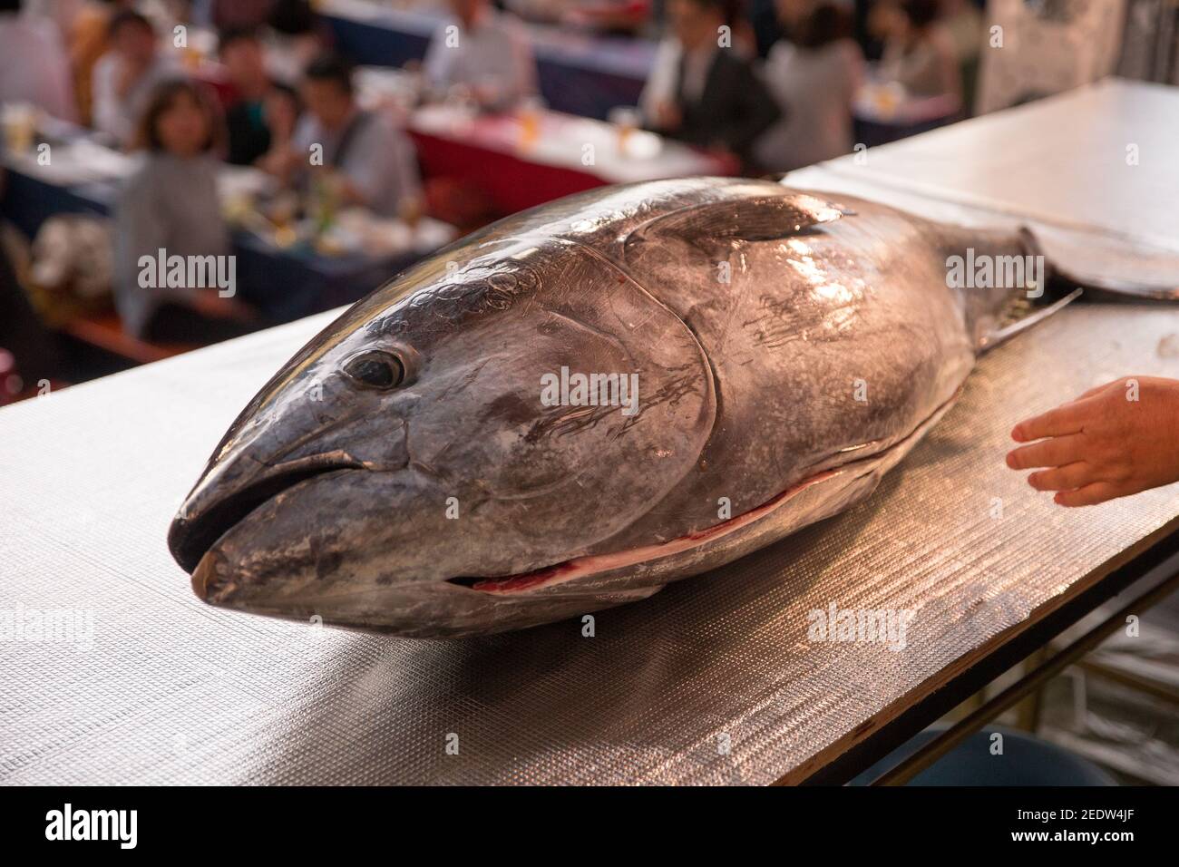 Japanese tuna dismantling show held at Hakata Station Stock Photo - Alamy