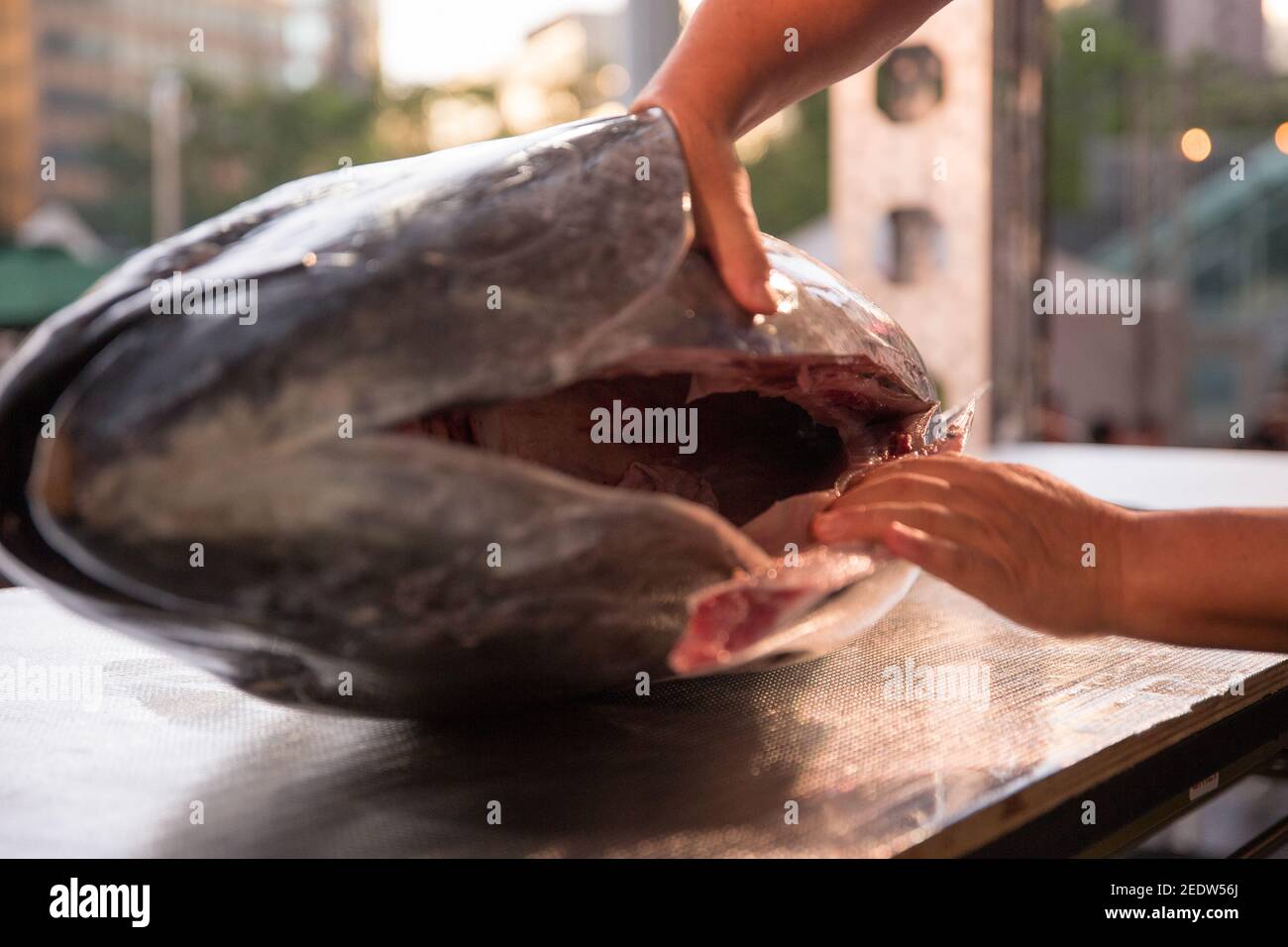 Japanese tuna dismantling show held at Hakata Station Stock Photo - Alamy