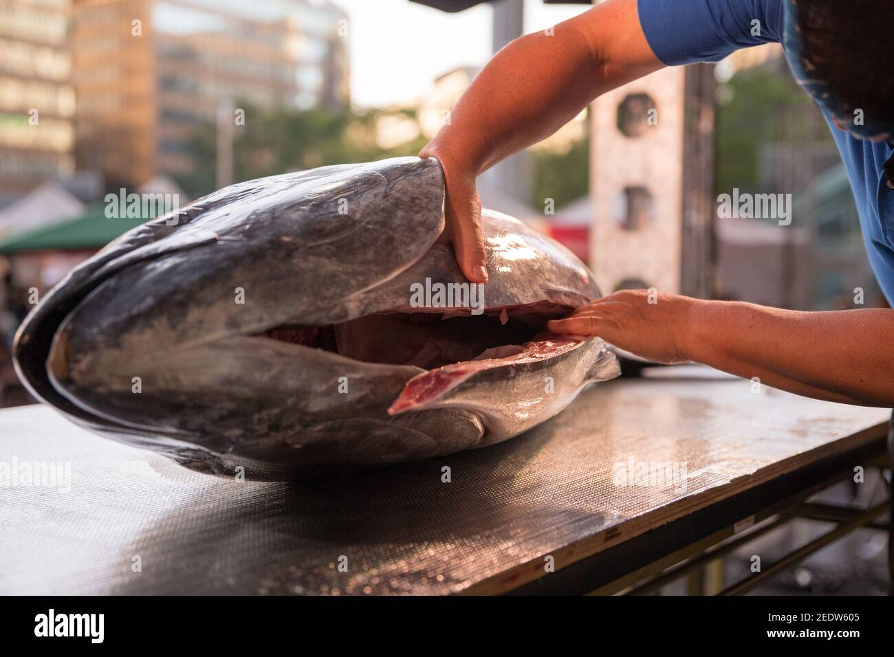 Japanese tuna dismantling show held at Hakata Station Stock Photo - Alamy