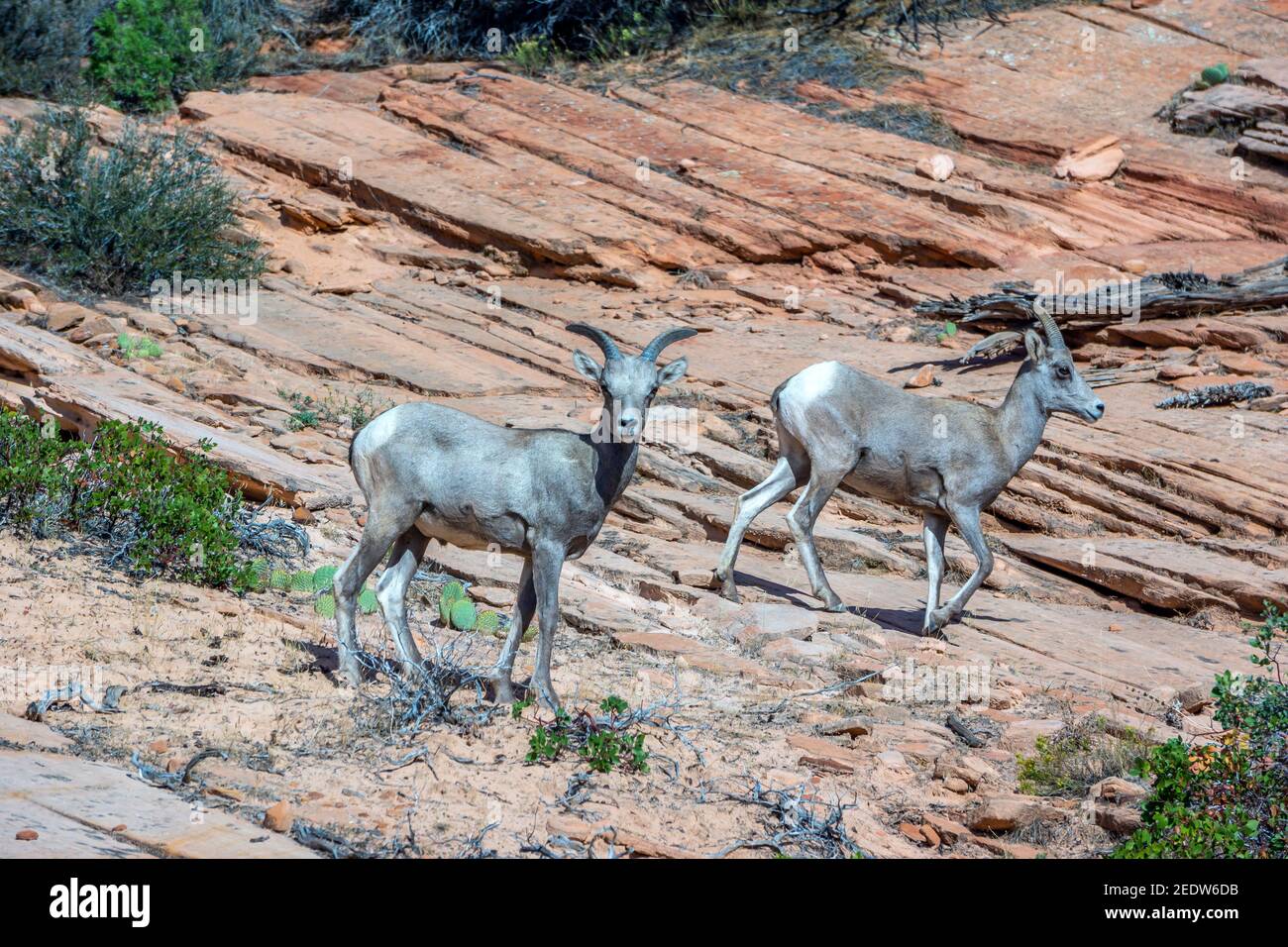 mountain goat .Oreamnos americanus, also known as the Rocky Mountain ...