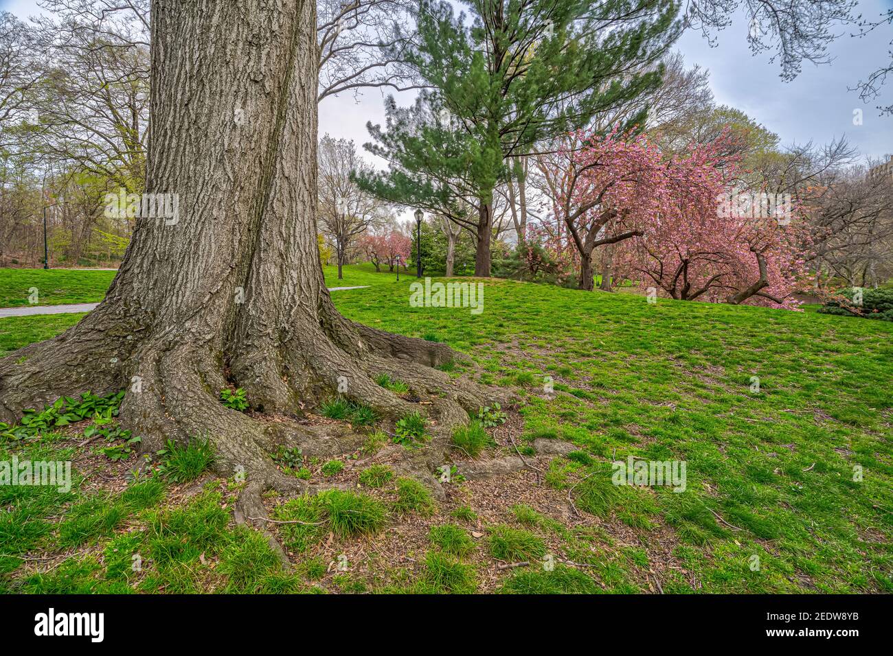 Flowering Japanese cherry tree in early spring in Central Park, New ...