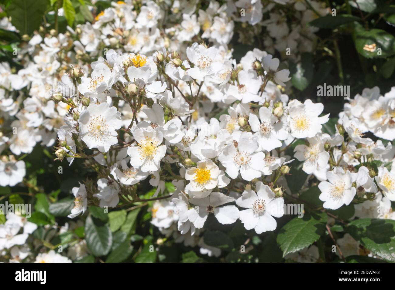 White old roses hi-res stock photography and images - Alamy