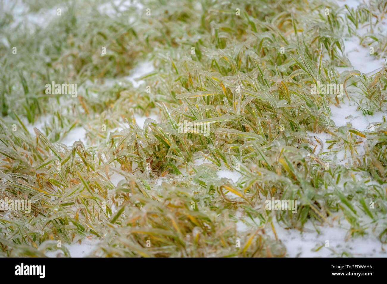 Grass are covered with a crust of ice after icy rain. Natural disaster ...