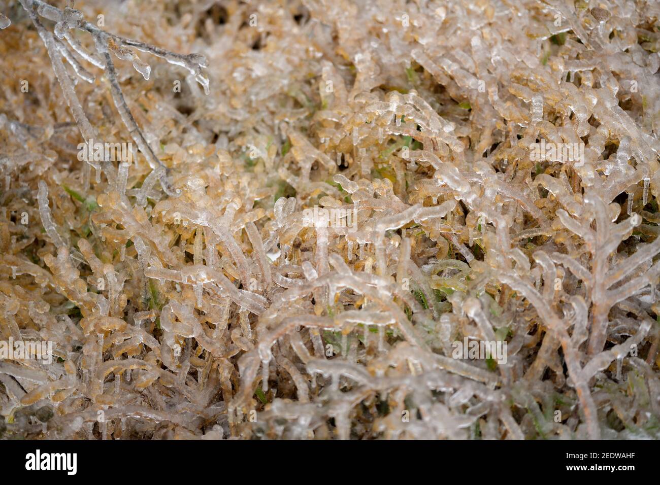 Grass are covered with a crust of ice after icy rain. Natural disaster ...