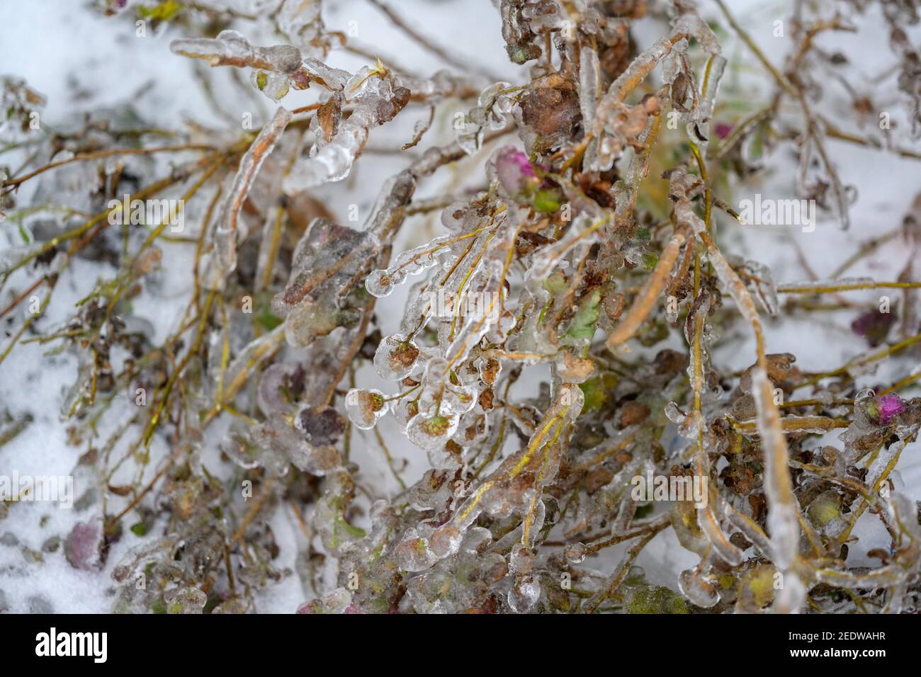 Trees are covered with a crust of ice after icy rain. Natural disaster ...