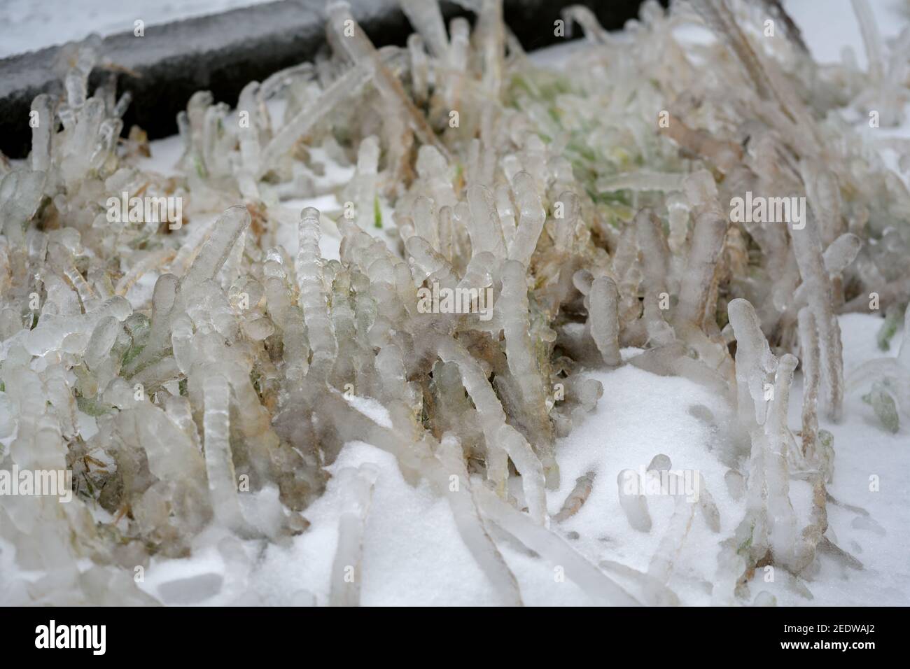 Grass are covered with a crust of ice after icy rain. Natural disaster ...