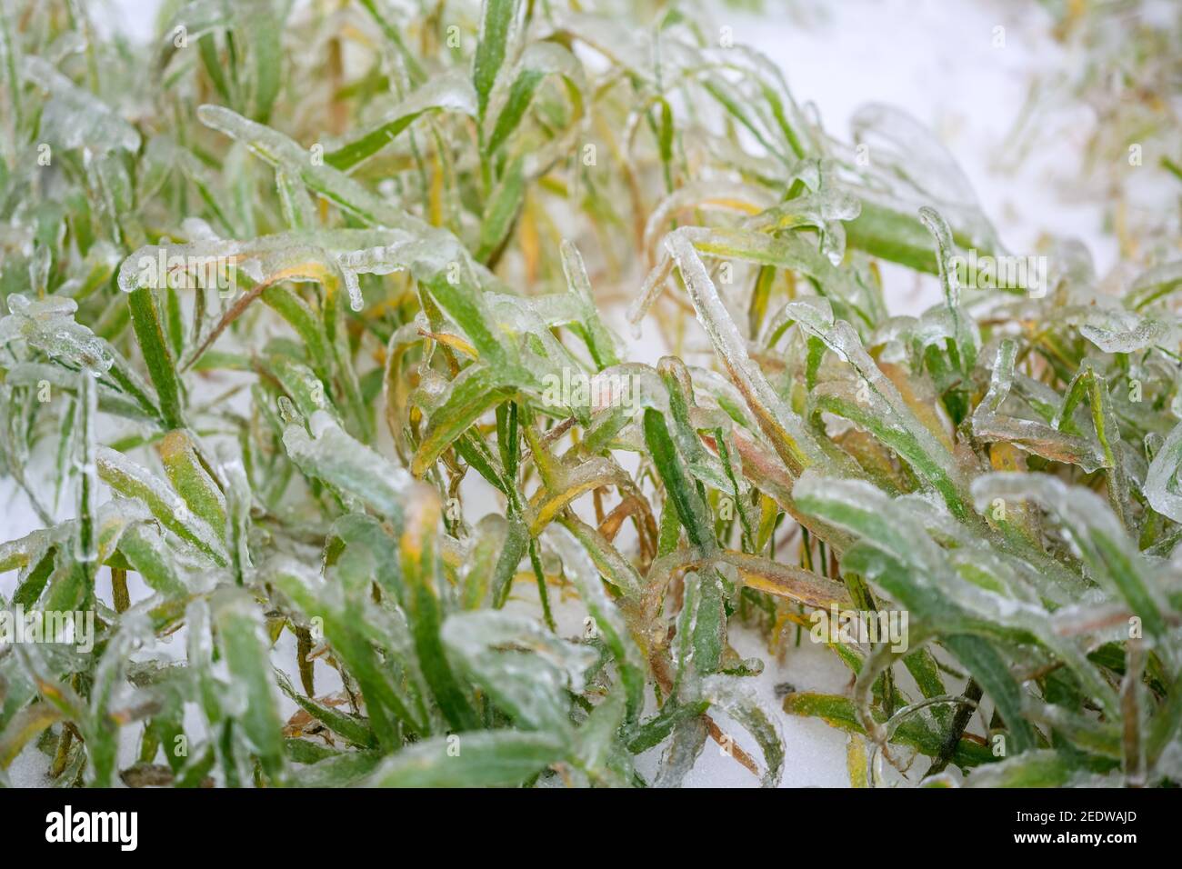 Grass are covered with a crust of ice after icy rain. Natural disaster ...