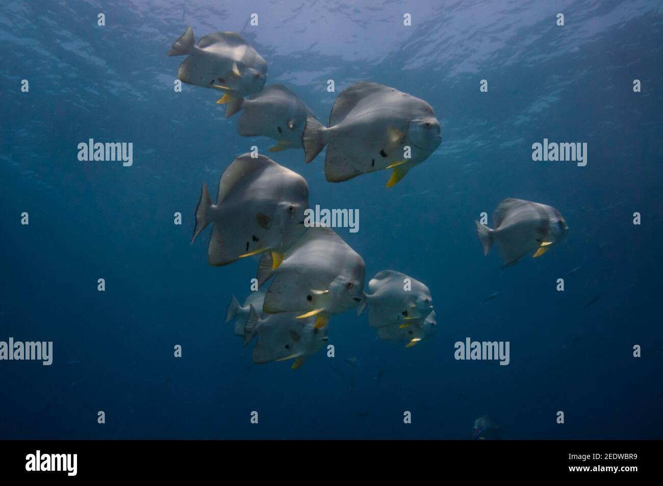 School longfin spadefish platax teira hi-res stock photography and ...