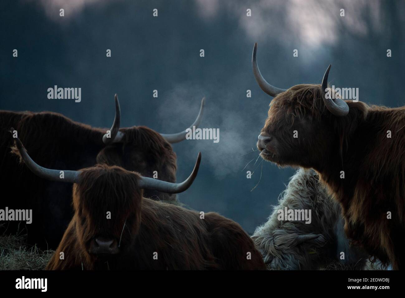 Lissa, Germany. 13th Feb, 2021. Scottish highland cattle act as natural ...