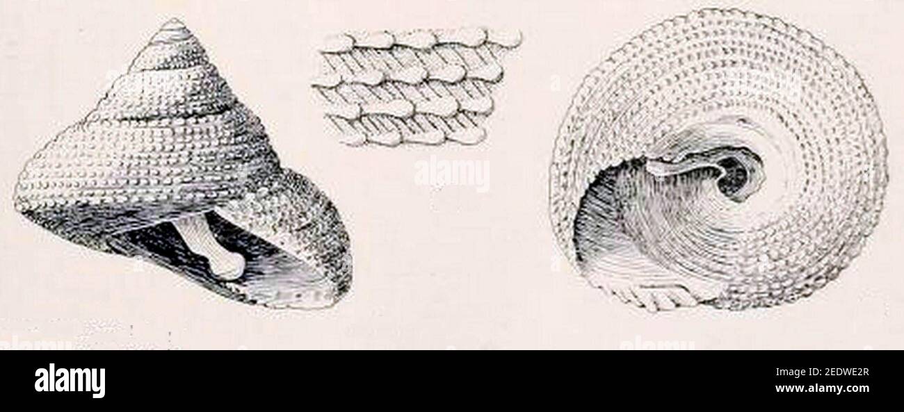 Clanculus hi-res stock photography and images - Alamy