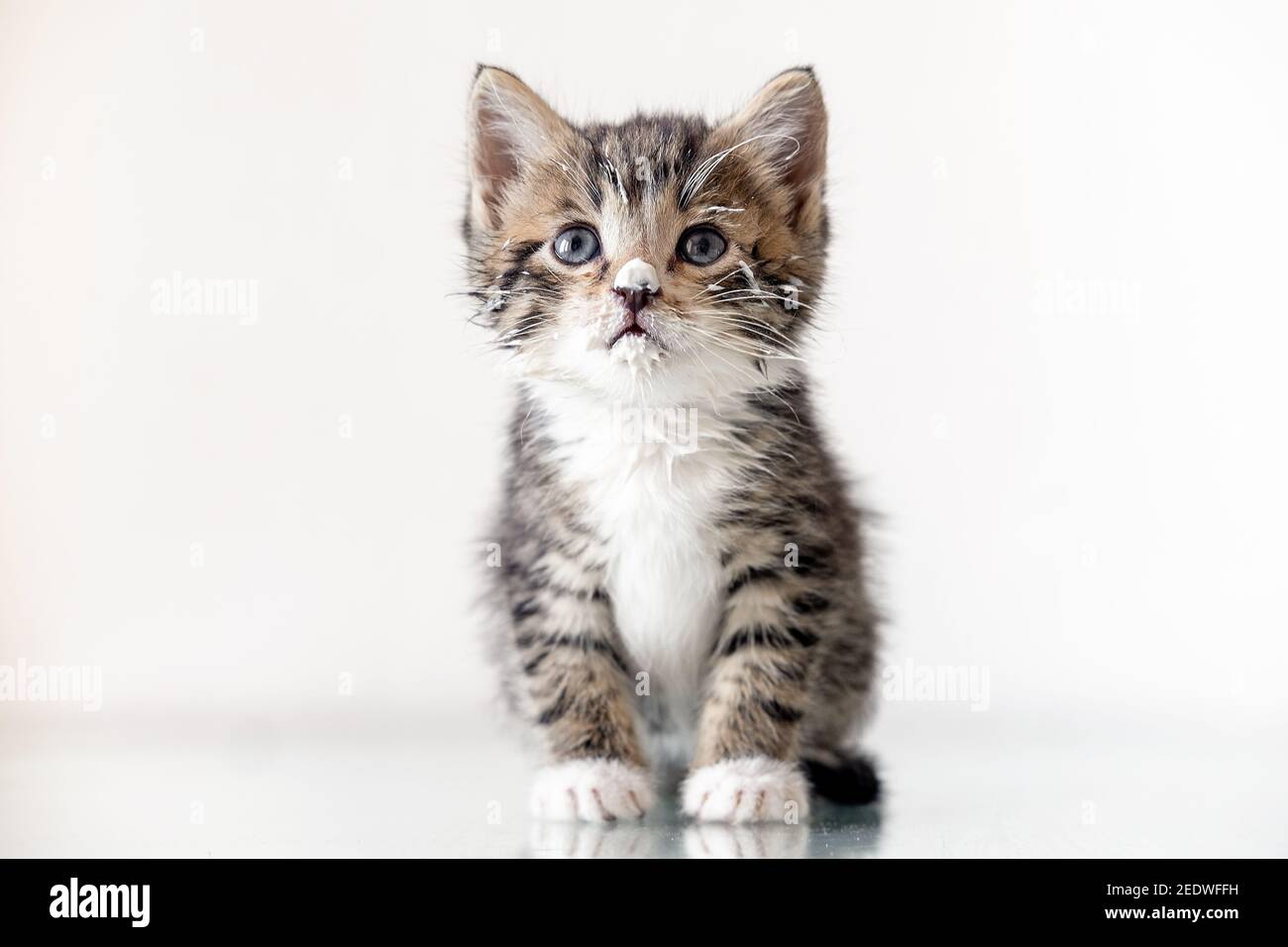 Kitten With White Muzzle Is Stained With Food On White Background Looking At Camera Kitten