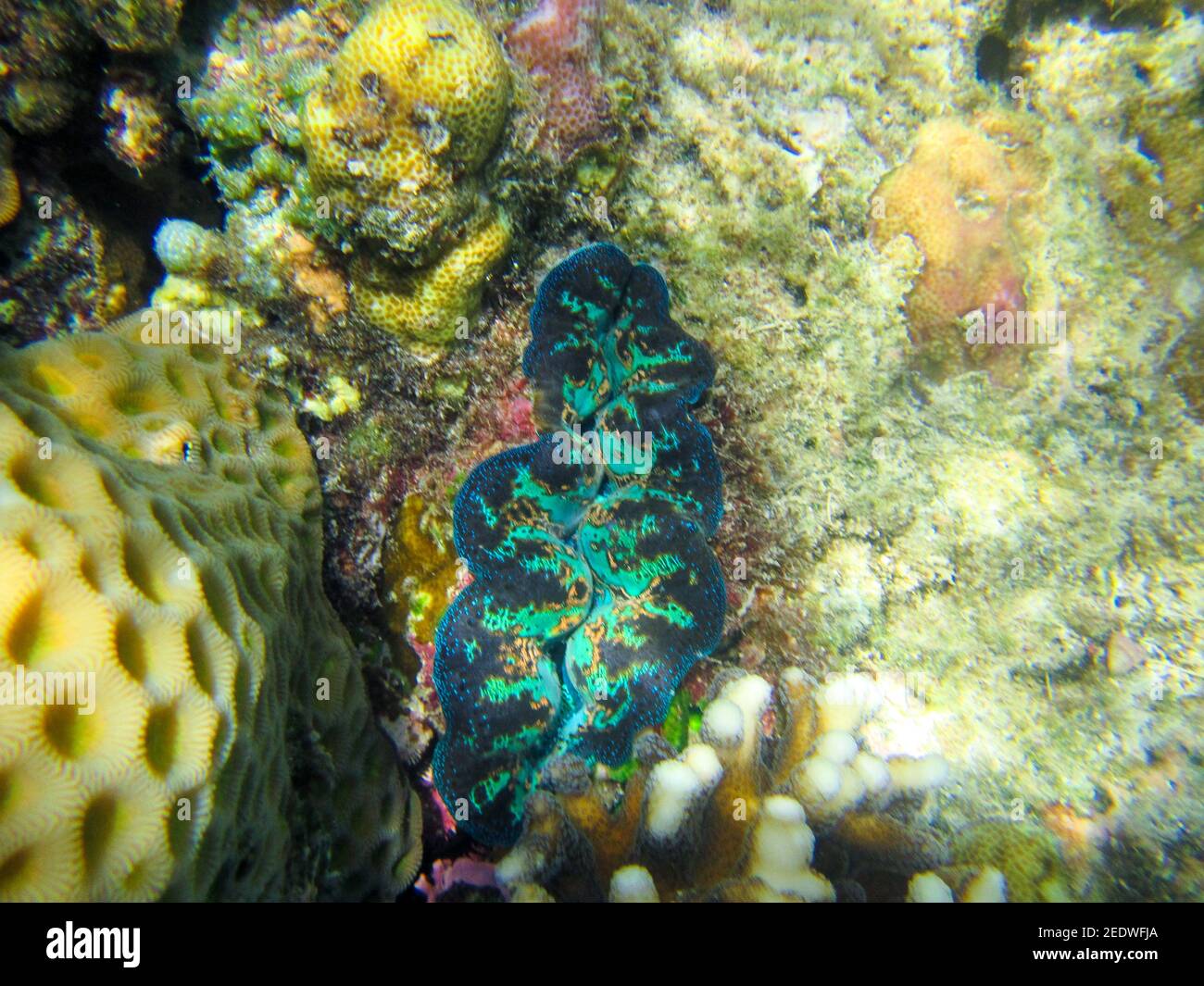 Boring Giant Clam (Tridacna crocea) in the coral reef. underwater sea ...