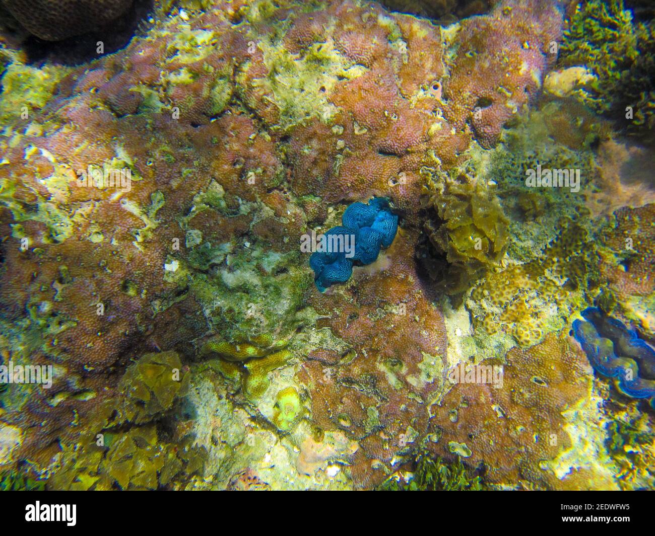 Boring Giant Clam (Tridacna crocea) in the coral reef. underwater sea ...