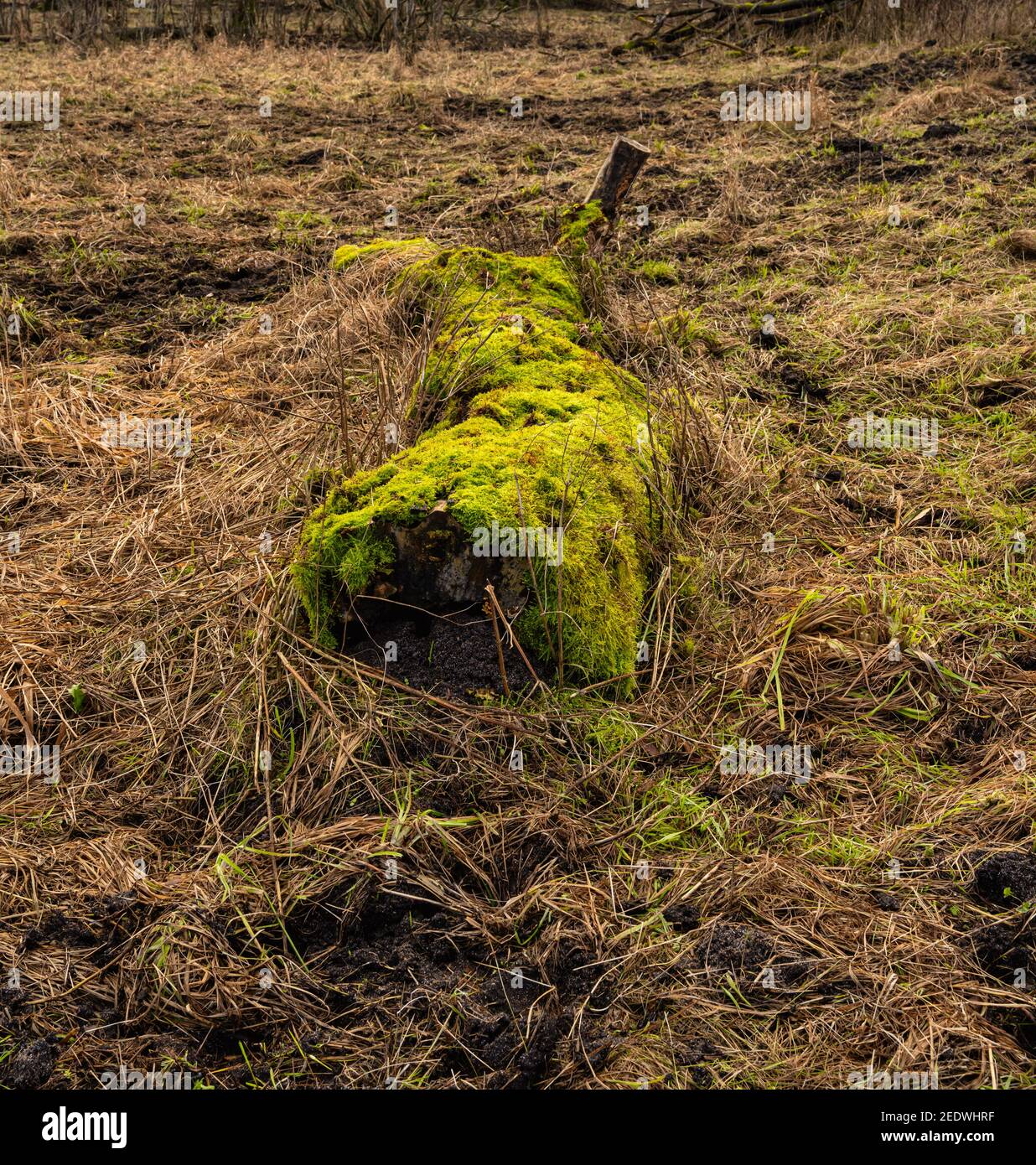 Log with moss hi-res stock photography and images - Alamy