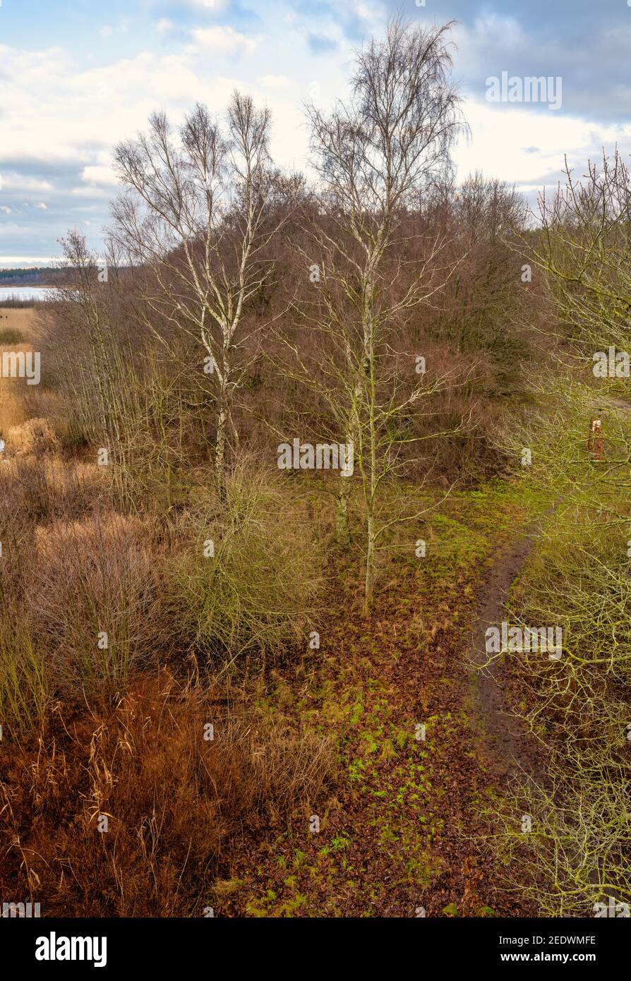 Trees with a beautiful sky in the background. Picture from Lund ...