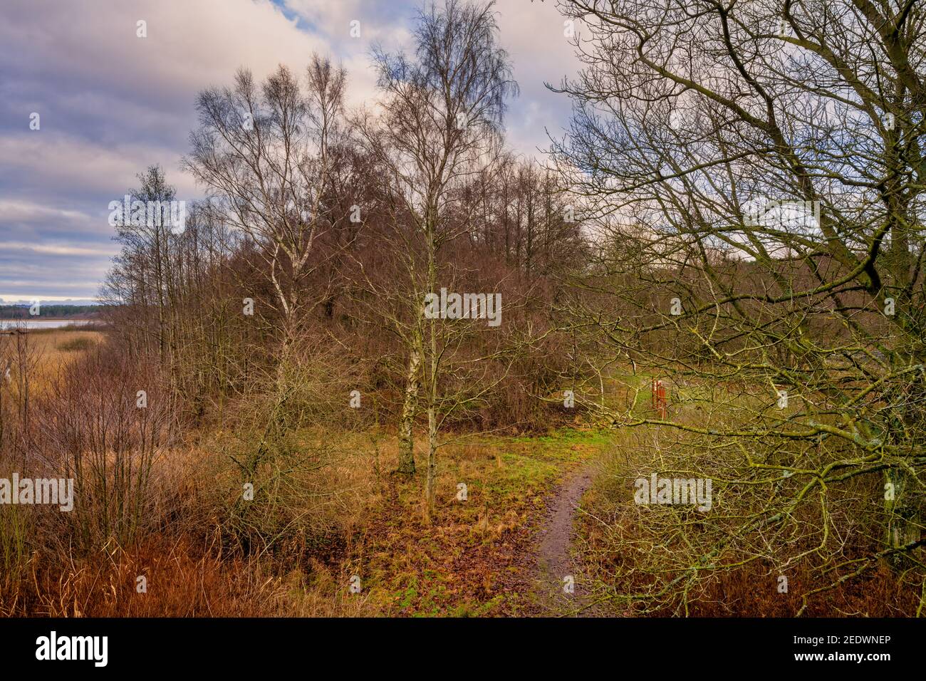 Trees with a beautiful sky in the background. Picture from Lund ...
