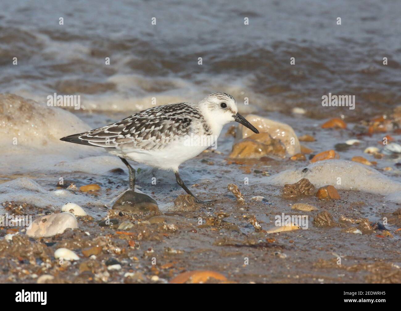 Sanderling on beach Stock Photo - Alamy
