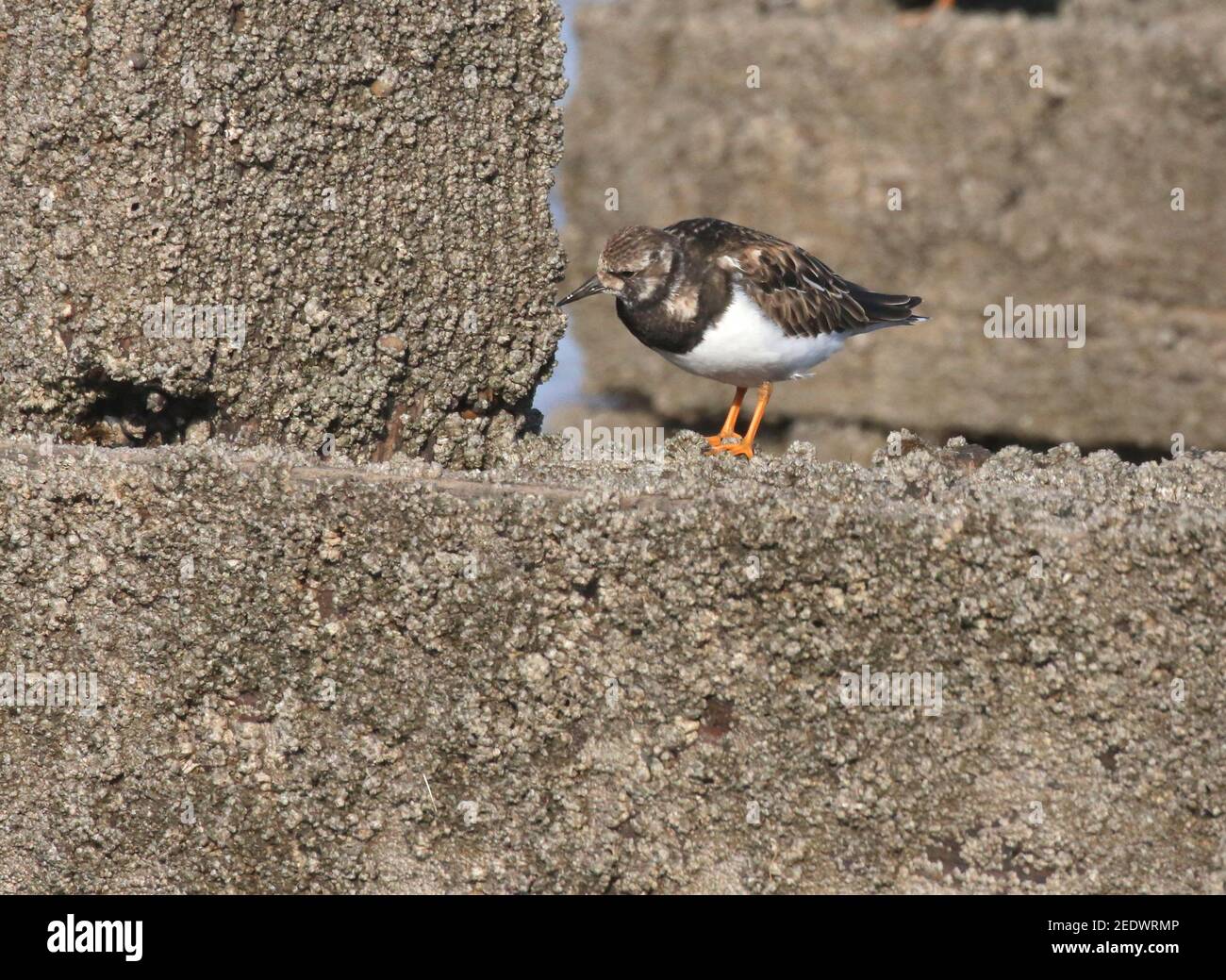 Turnstone feeding hi-res stock photography and images - Alamy