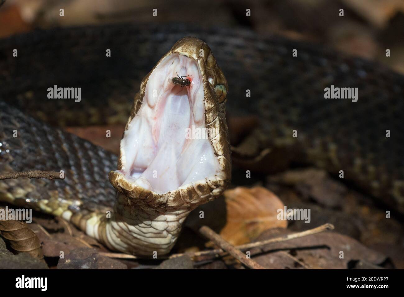 Stomyx calcitrans hi-res stock photography and images - Alamy