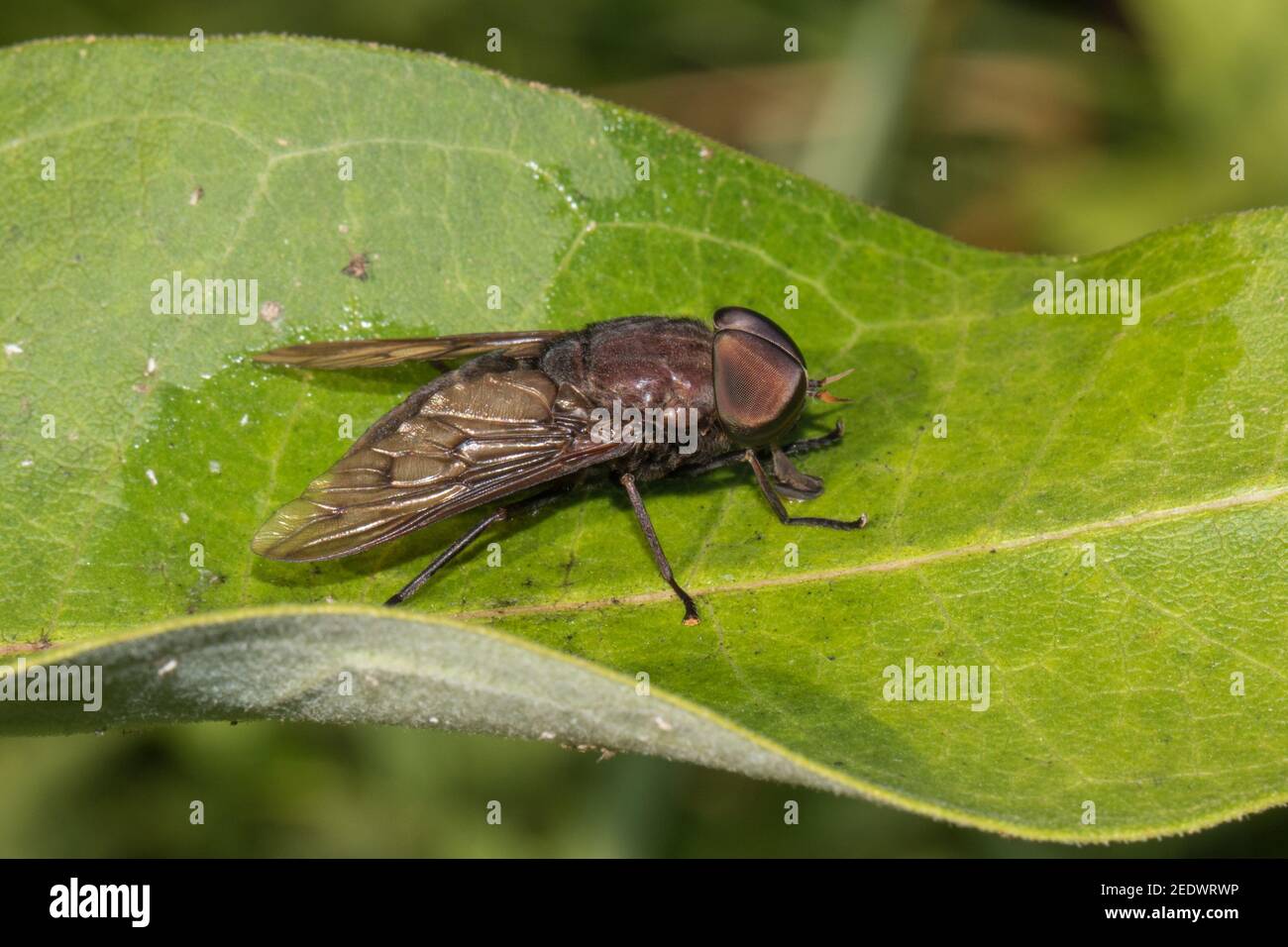 Close-up of a horsefly, Tabanidae Stock Photo - Alamy
