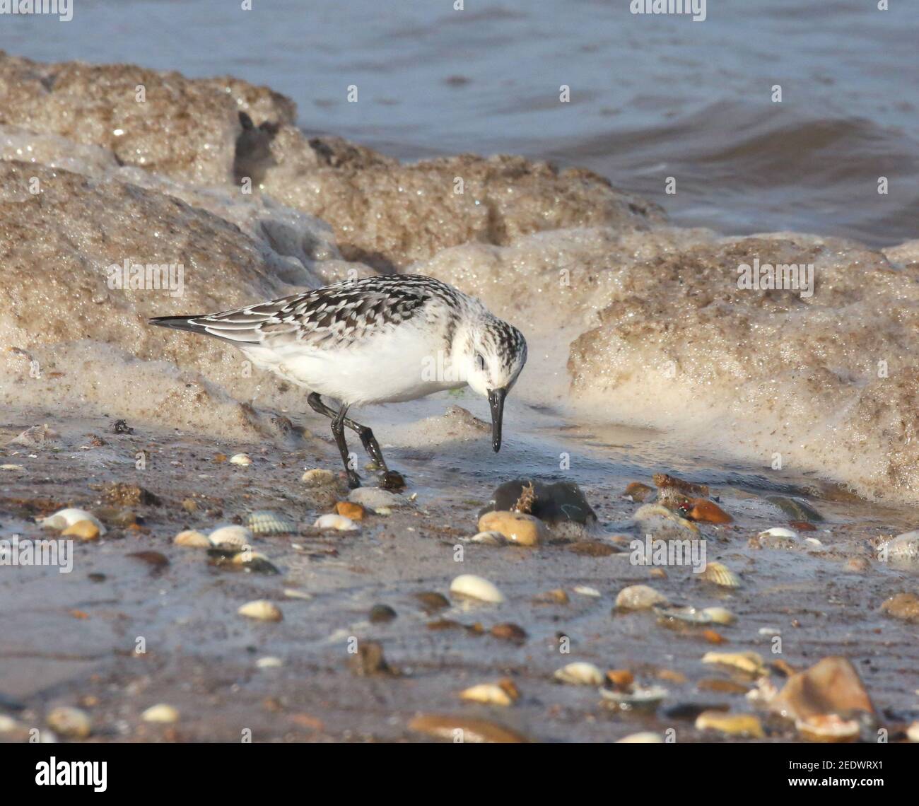 Sanderling shorebirds hi-res stock photography and images - Alamy