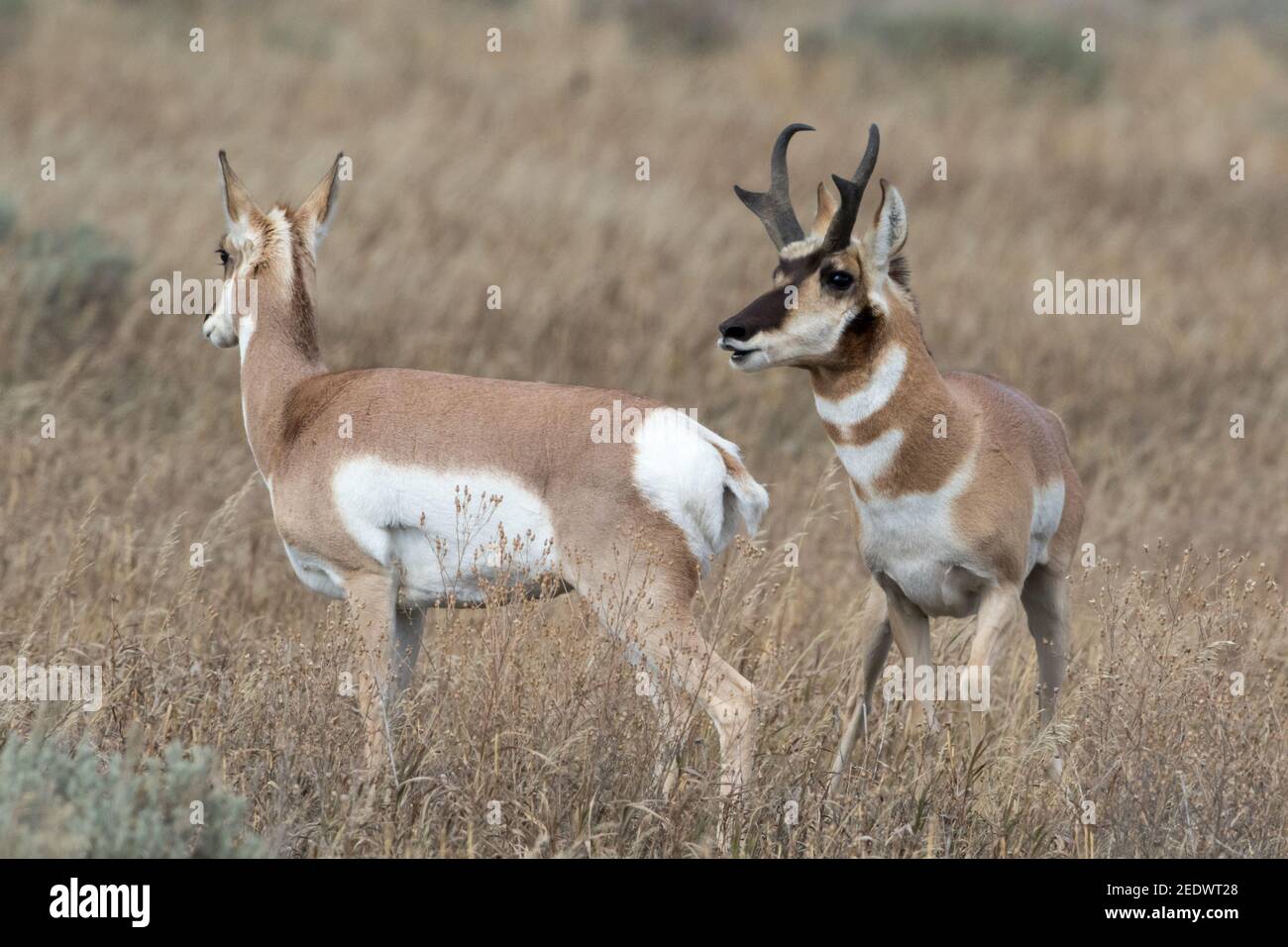 Pronghorn antelope mating behavior hi-res stock photography and images ...