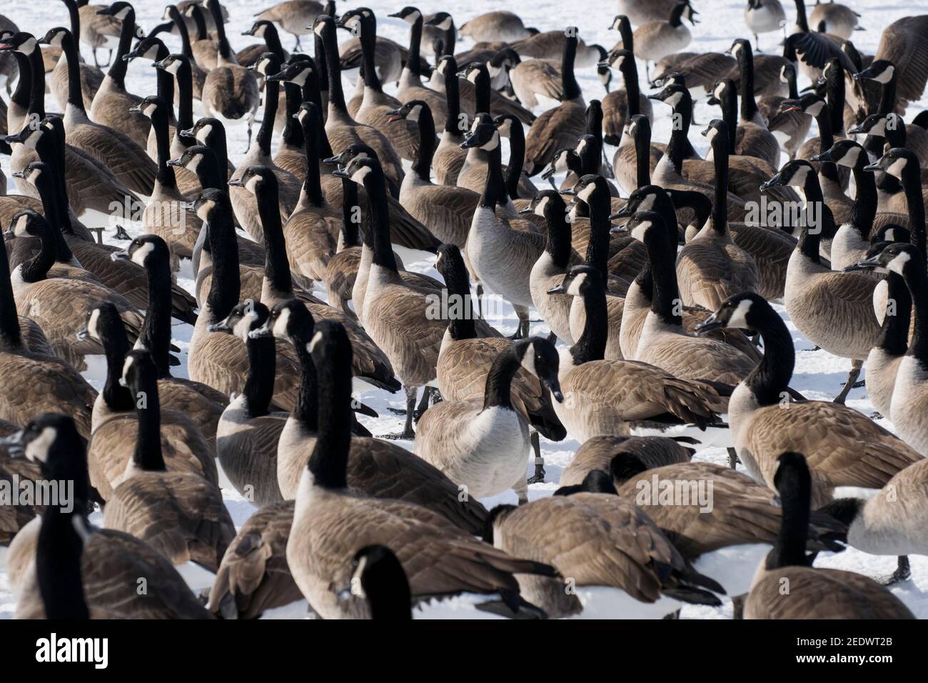 a gaggle of geese Stock Photo - Alamy
