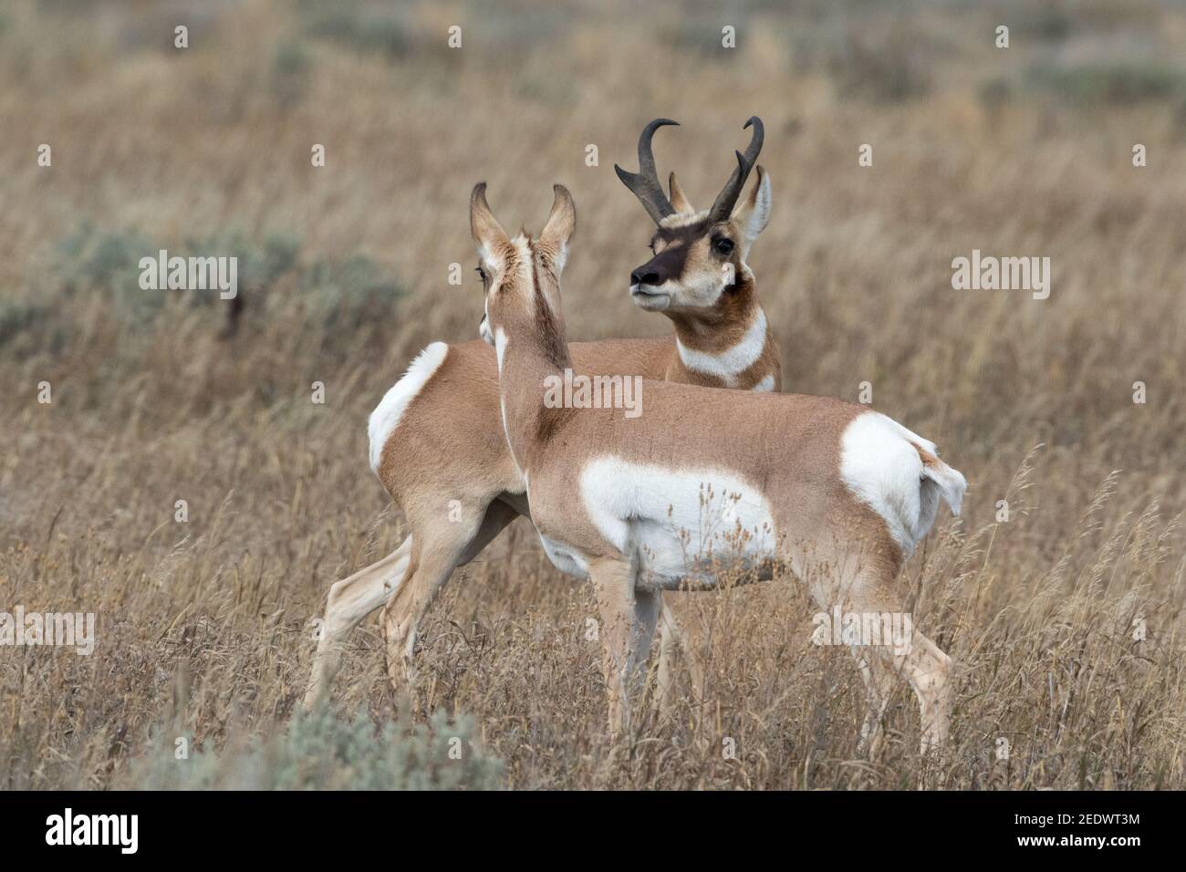 Pronghorn antelope mating behavior hi-res stock photography and images ...