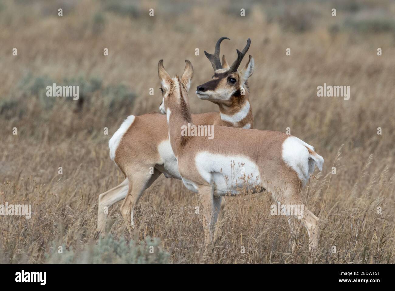 Pronghorn antelope, Antilocapra americana, buck and doe exhibiting ...